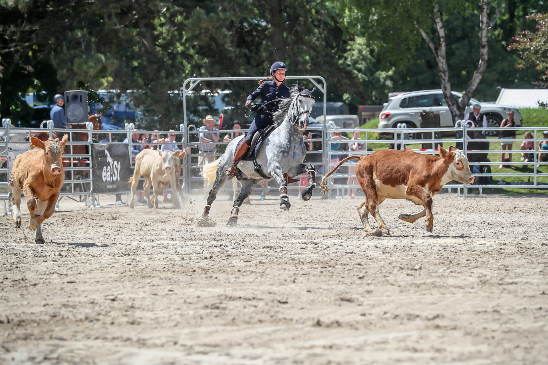 Presse - Pferd International München 2026
